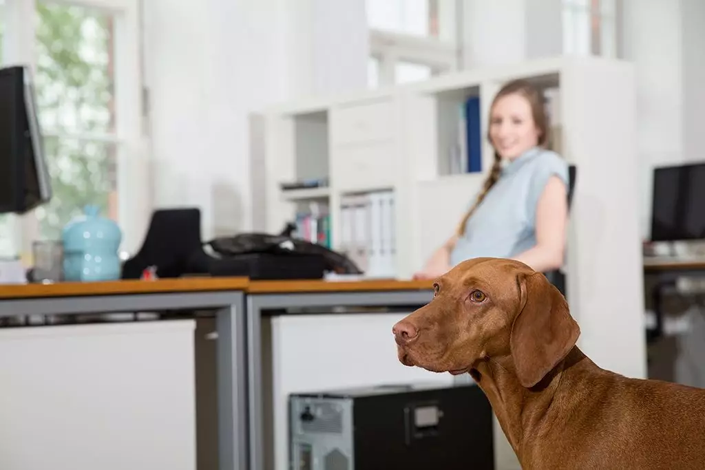 portare il cane al lavoro giorno, cane, ufficio, lavoro,