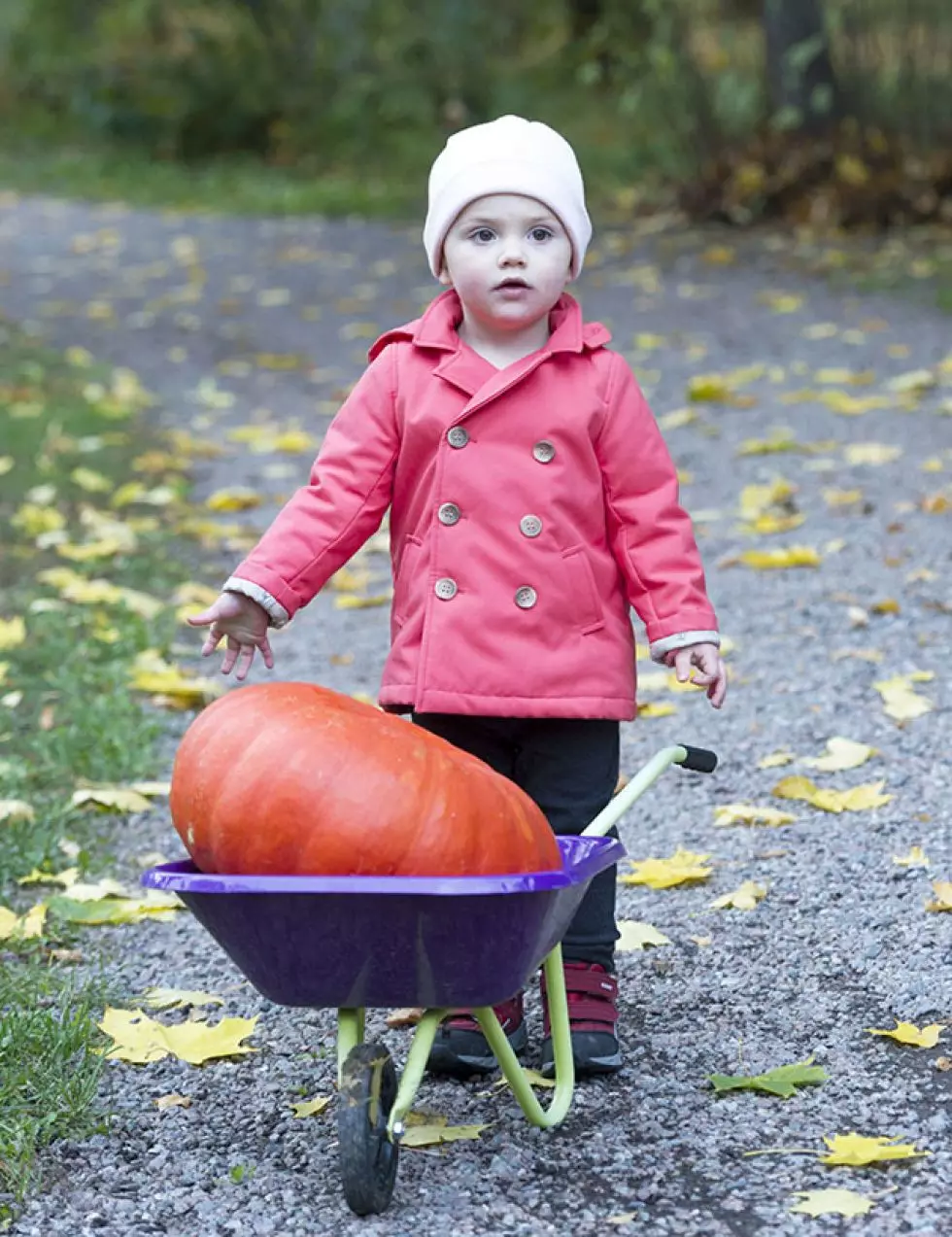 Pampoen, Calabaza, Kind, Blaar, Herfs, Kleuter, Cucurbita, Winterpampoen, Voertuig, Gras,