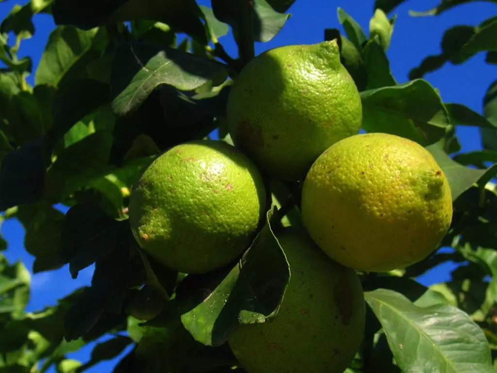 La'au fuala'au, mea'ai, fua, fua, Citrus, laau la'au, Malamalama, la, Mea'ai fa'anatura, Mea'ai atoa,