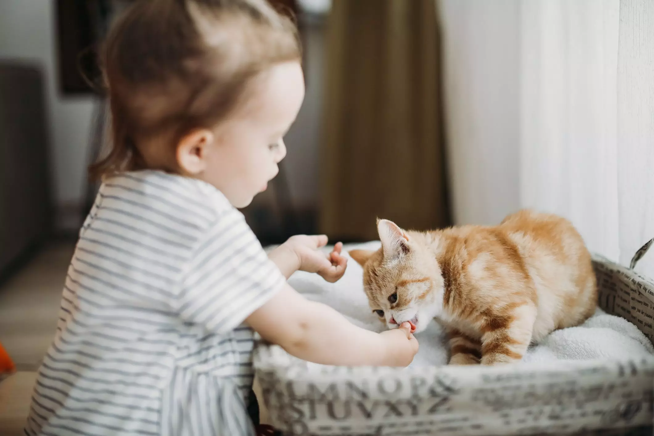 kedi besleyen kız