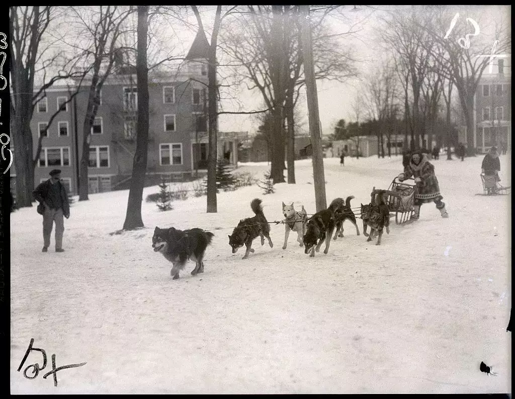 Alaskan dog racer na tekmovanju