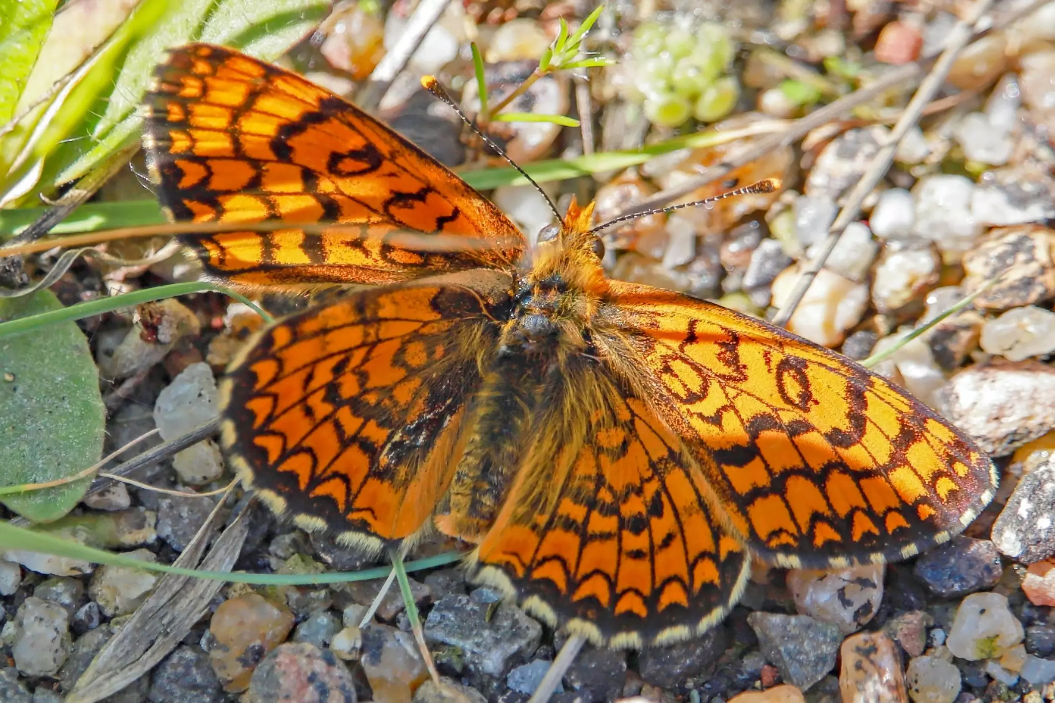 doncella ibrica, drugelis ant gėlių iš arti, Salamanka, Ispanija