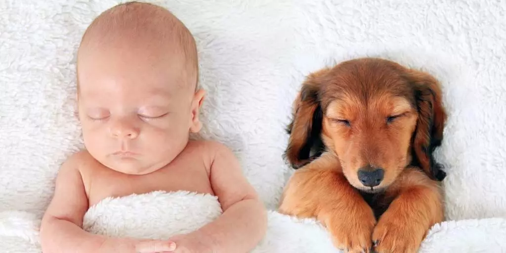 Cães e bebês: eles podem viver juntos em casa sem problemas?