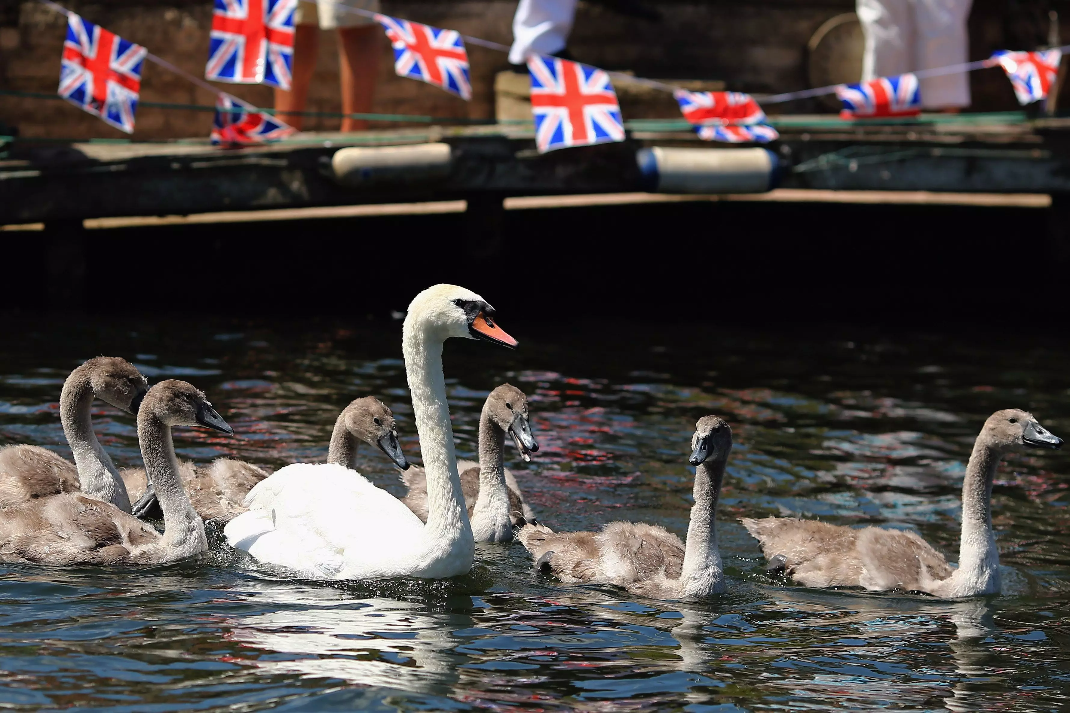 ទន្លេ swans thames ellees